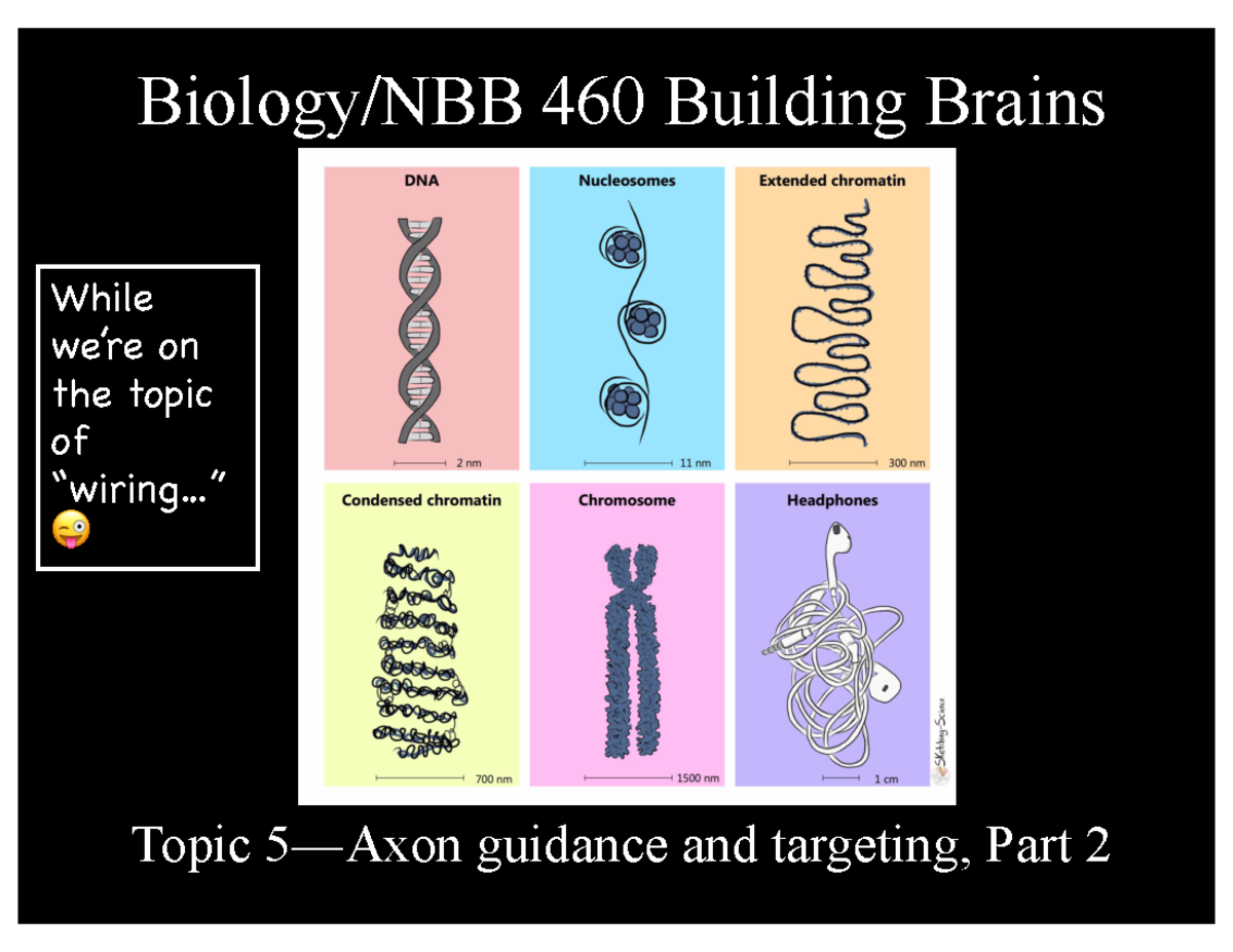 Lecture 15 Topic 5 Axon guidance and targeting Part 2 - Biology/NBB 460 ...