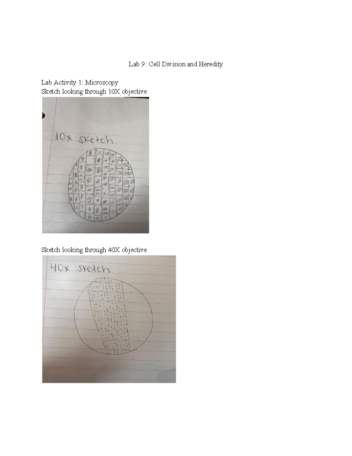 Lab 9 Cell Division - Lab 9: Cell Division and Heredity Lab Activity 1 ...