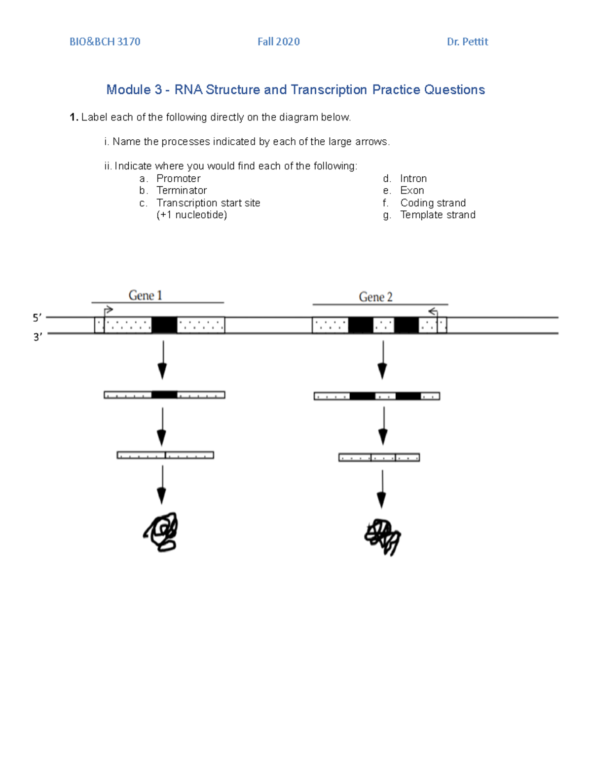 Module 3 Practice Problems BIO&BCH3170 FALL 2020 - Module 3 - RNA Structure and Transcription ...