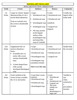 Chapt er 17 Permanent Posterior Teeth - Permanent Posterior Teeth ...