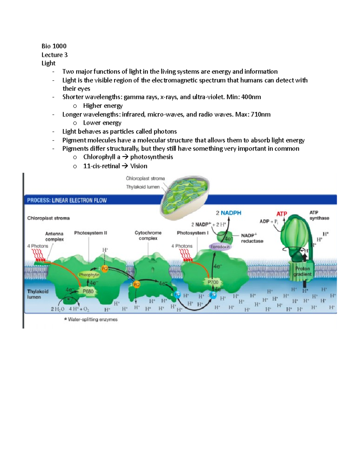 Bio 1000 test 1 - first test - Bio 1000 Lecture 3 Light - Two major ...