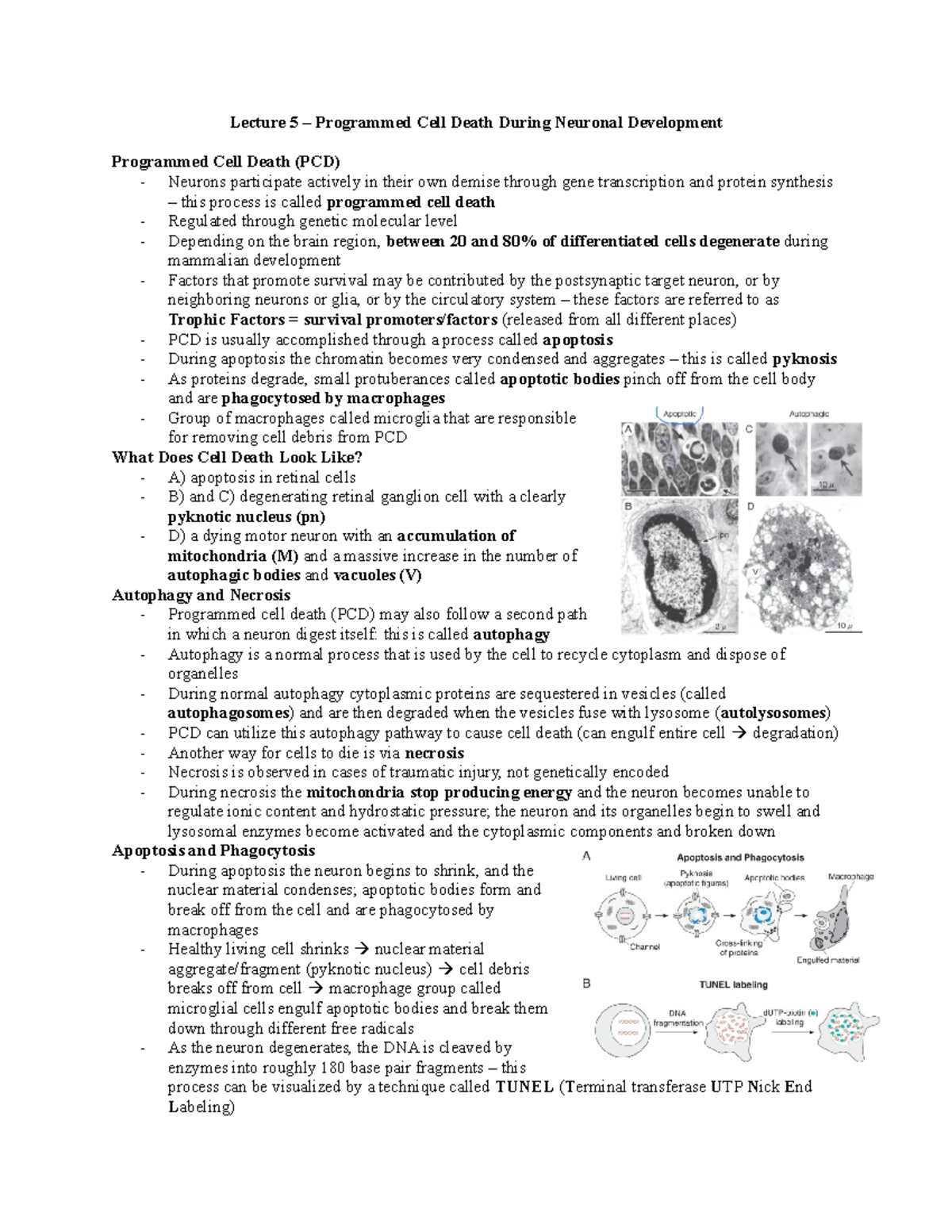 Lecture 5 - Lecture 5 – Programmed Cell Death During Neuronal ...