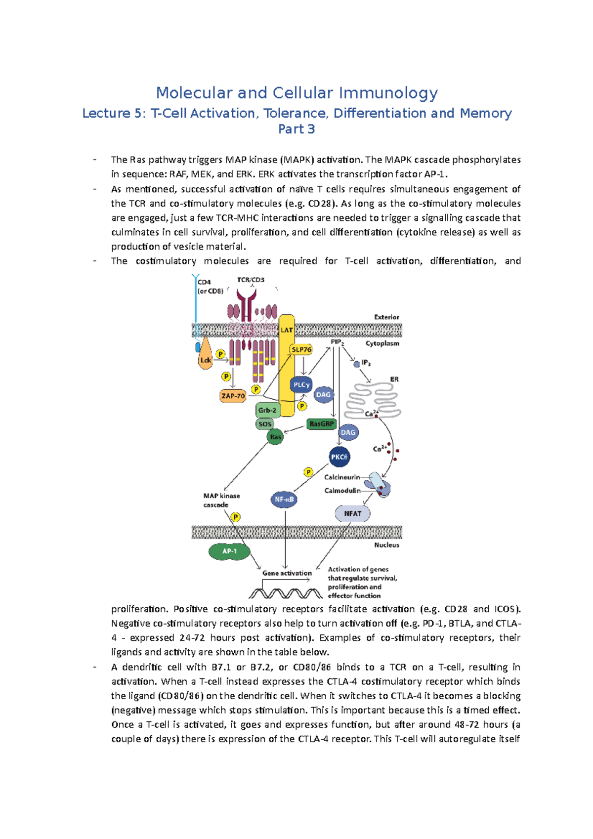 Lecture 5 (T-Cell Activation, Tolerance, Differentiation and Memory ...