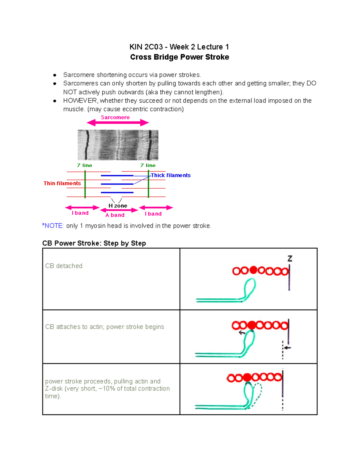 KIN 2C03 - Week 2 Lecture 1 Cross Bridge Power Stroke - Sarcomeres can ...