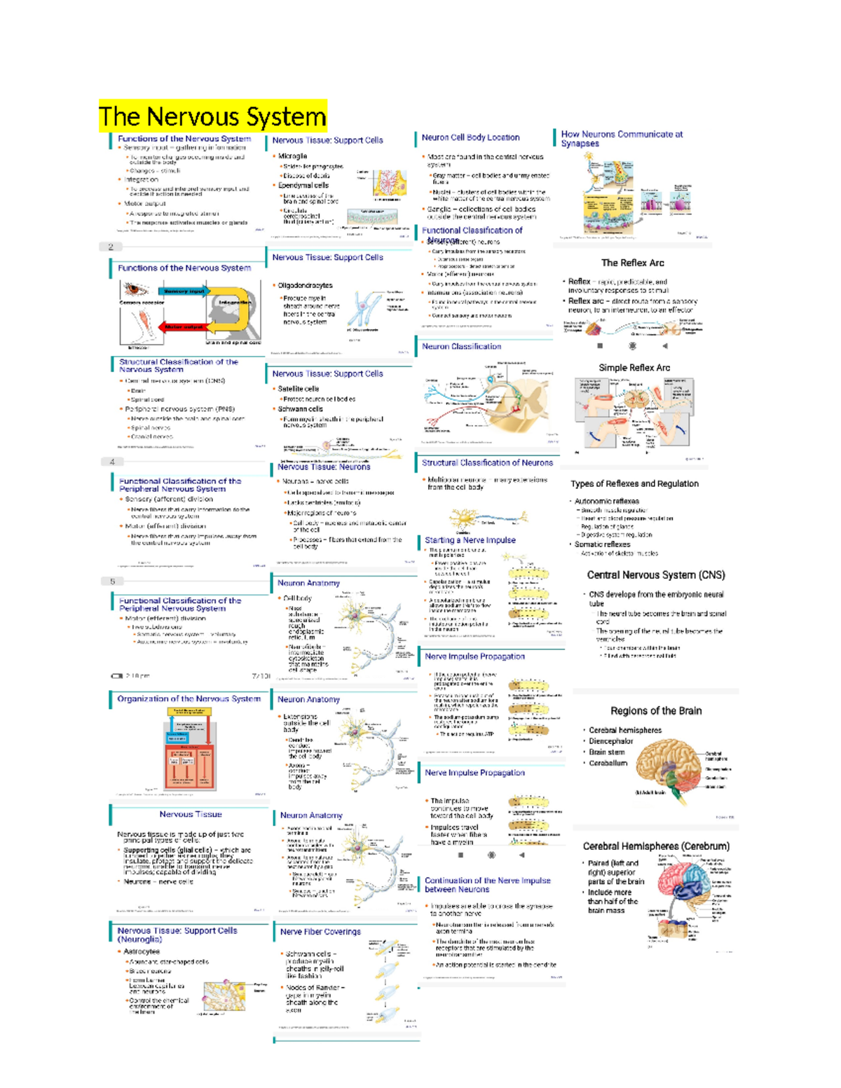 Nervous-System-Reviewer - Theoretical Foundation in Nursing - The ...