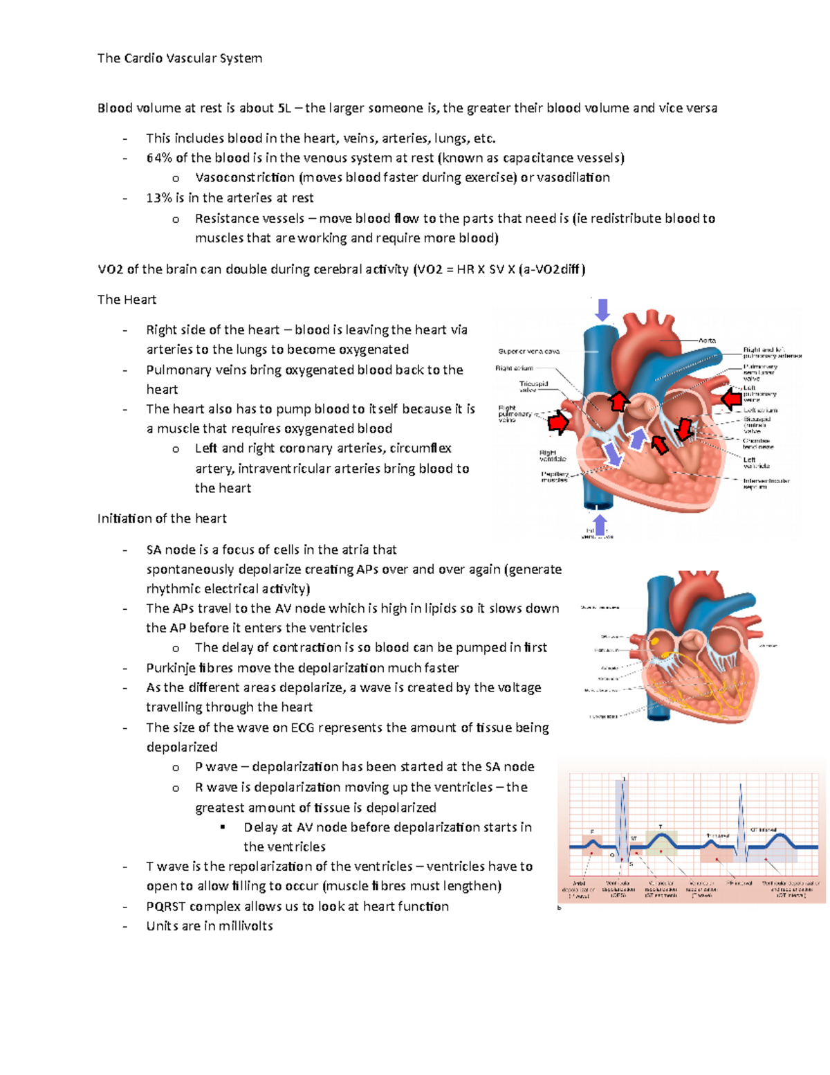 Cardiovascular system - Blood volume at rest is about 5L – the larger ...