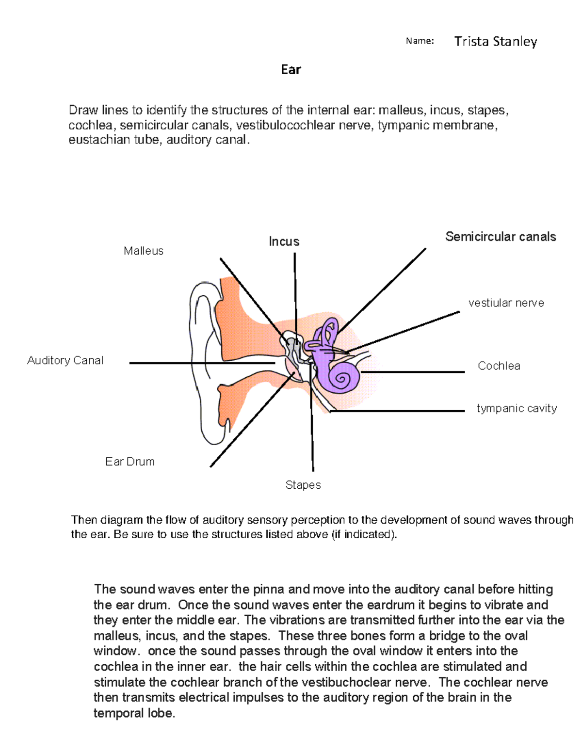 Ear diagram rev 6-2017 - assignments - Name: Ear Draw lines to identify ...