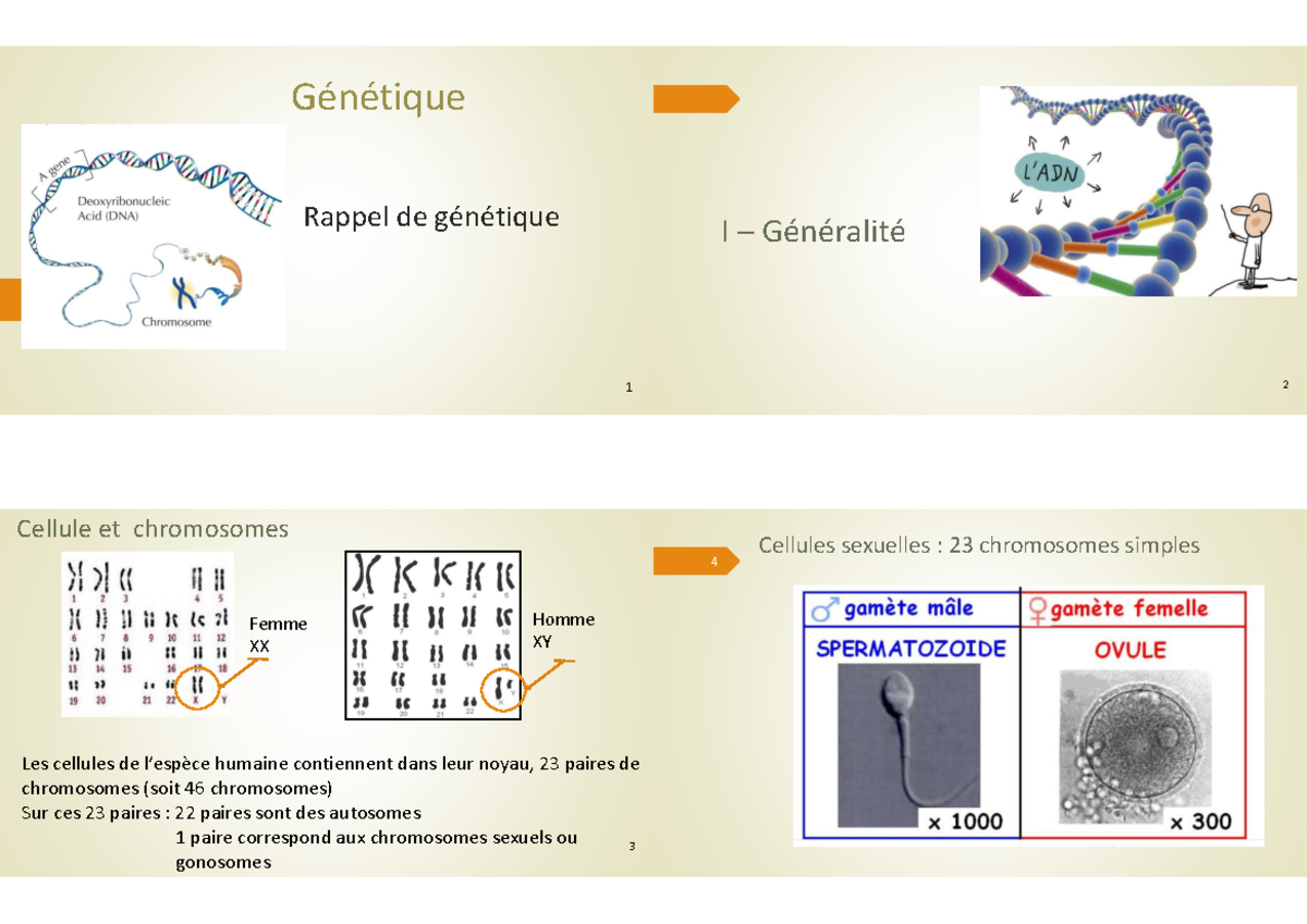 TD Génétique - 1 Génétique Rappel de génétique I – Généralité 2 3 ...
