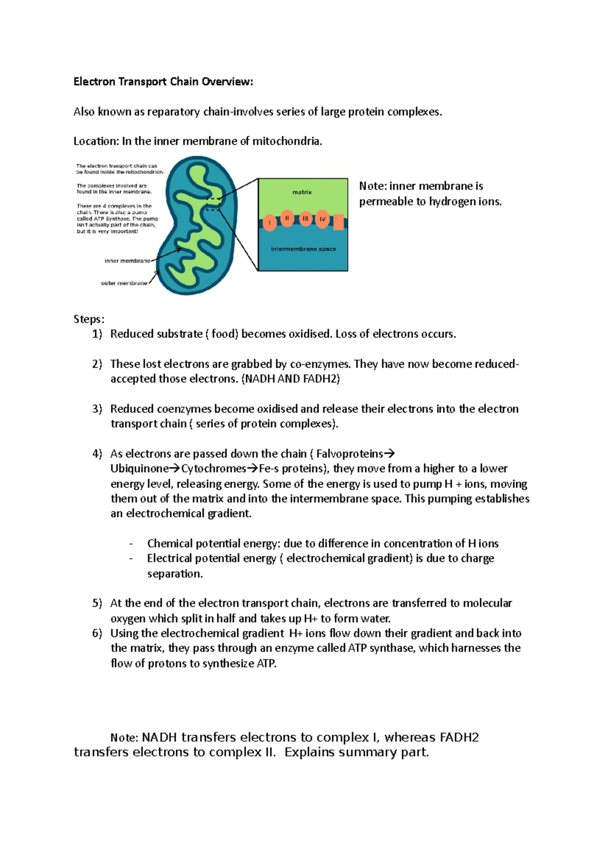Electron Transport Chain Overview - Location: In the inner membrane of ...