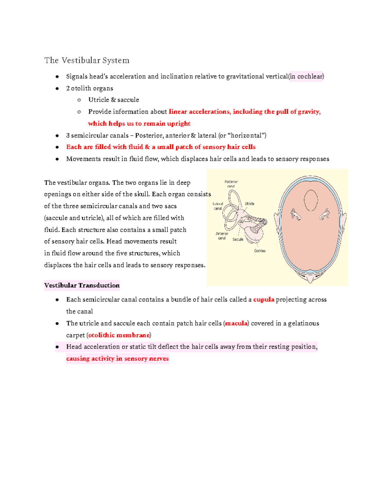 Vestibular system: Hierarchy - The Vestibular System Signals head's ...