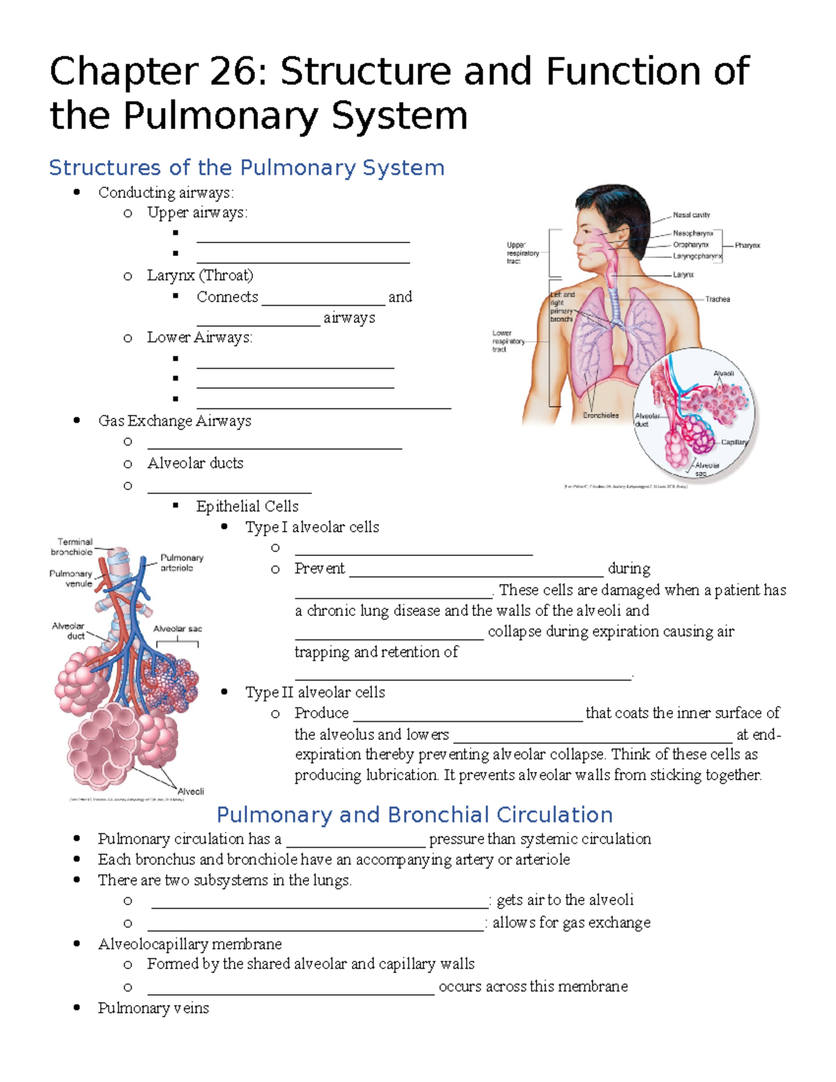 Chapter 26 Notes - Structure and Function of the Pulmonary System ...