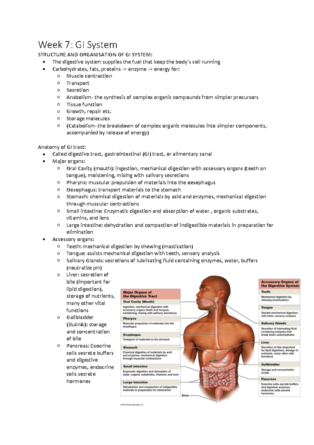 GI system - gastrointestinal tract - Week 7: GI System STRUCTURE AND ...