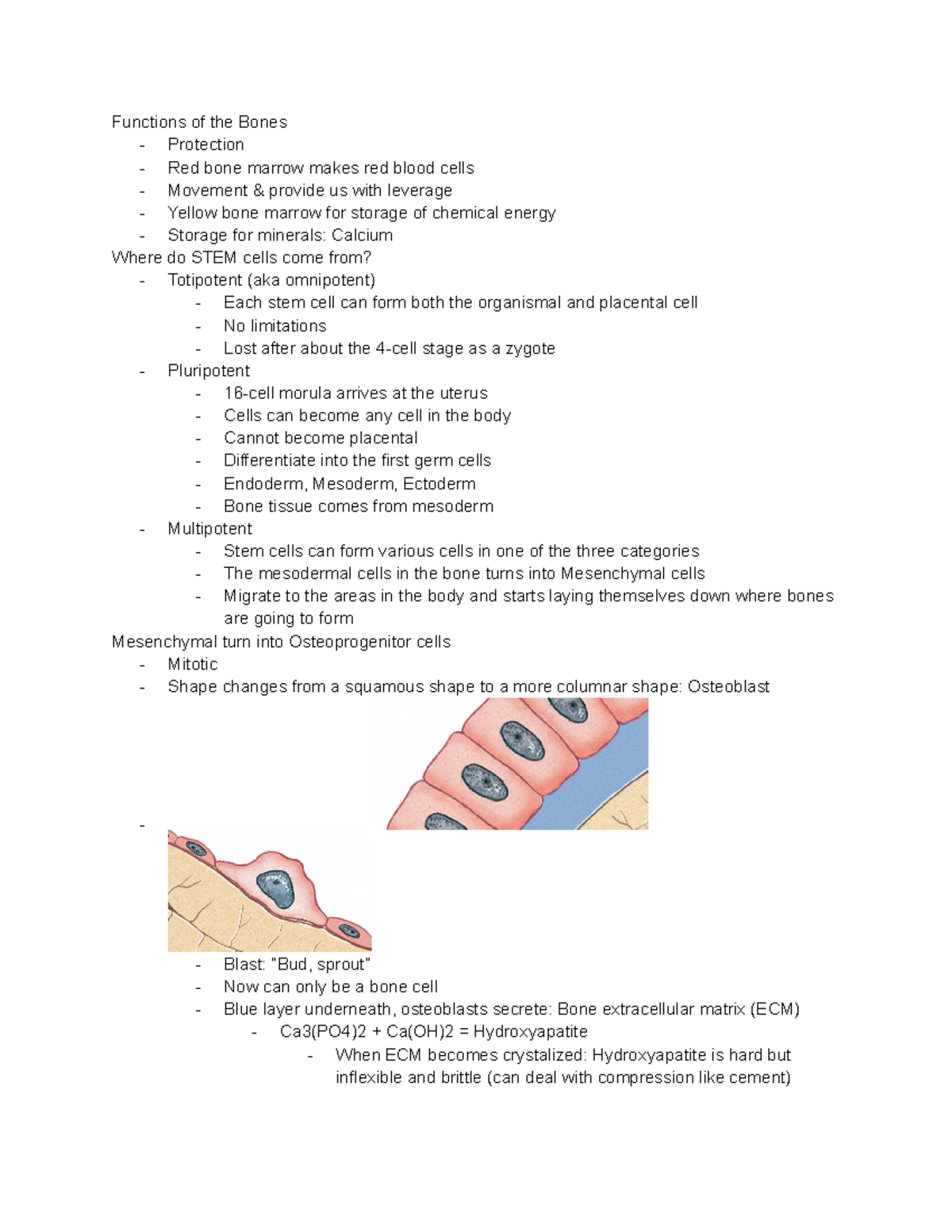 Chapter 6 Bones and Bone Structure - Functions of the Bones - Protection - Red bone marrow makes ...