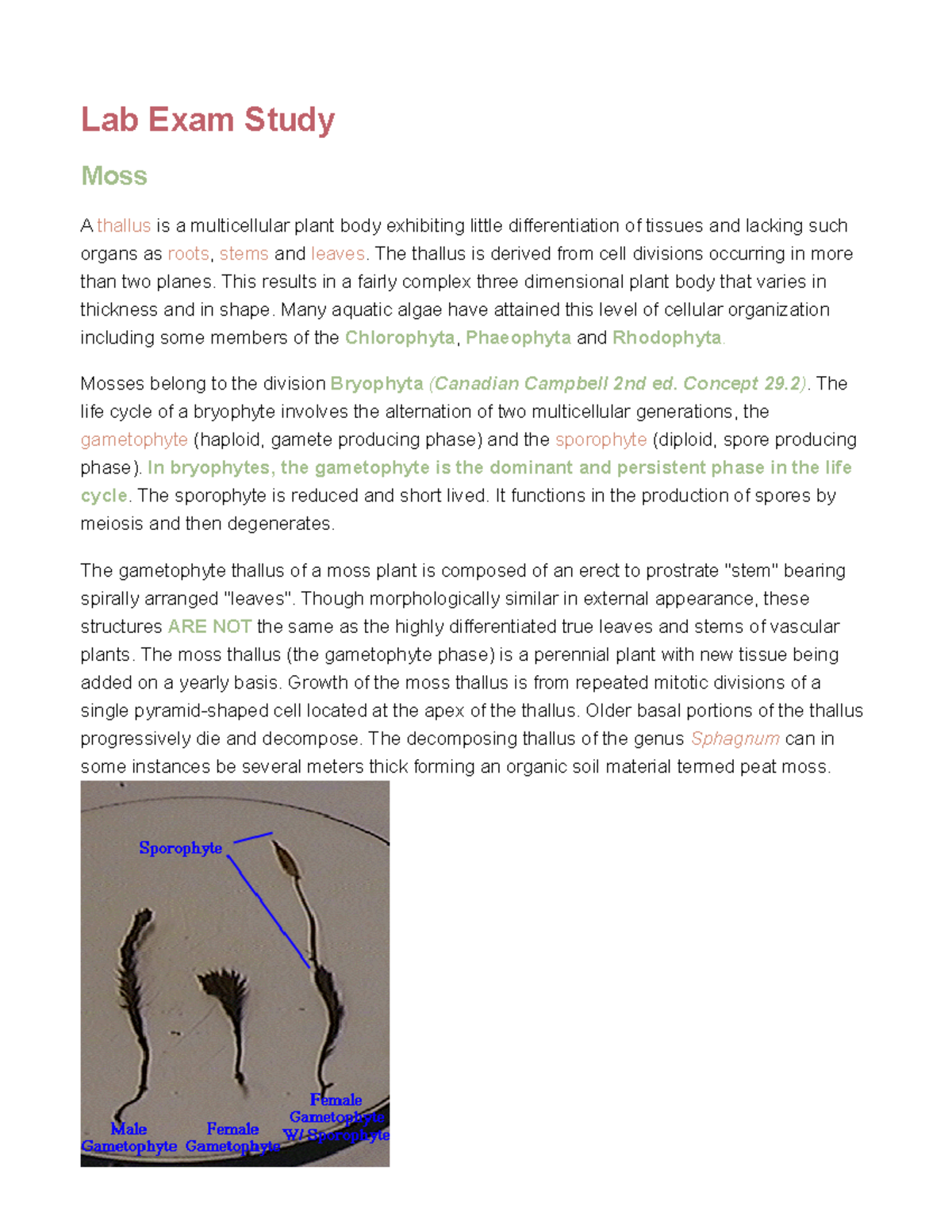Lab Exam Study - Lab Exam Study Moss A thallus is a multicellular plant ...