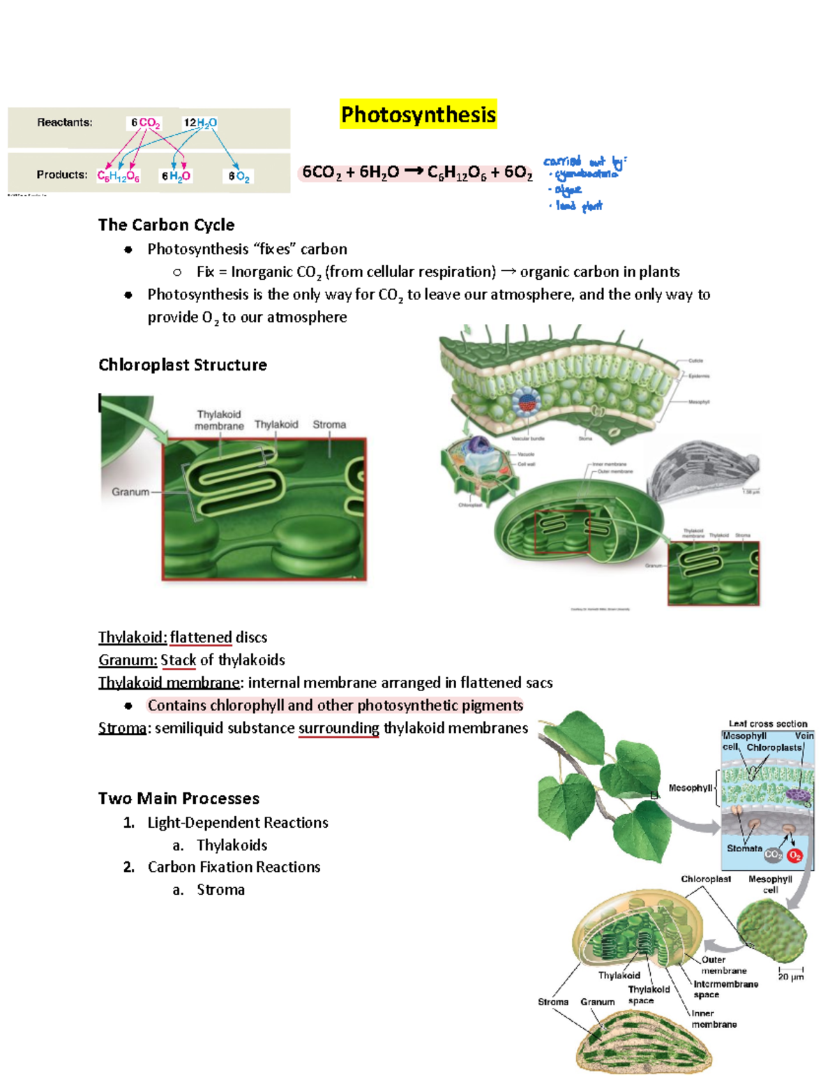 Module 7 photosynthesis notes - Photosynthesis 6CO + 2 + + 6H + 2 + O ³ ...