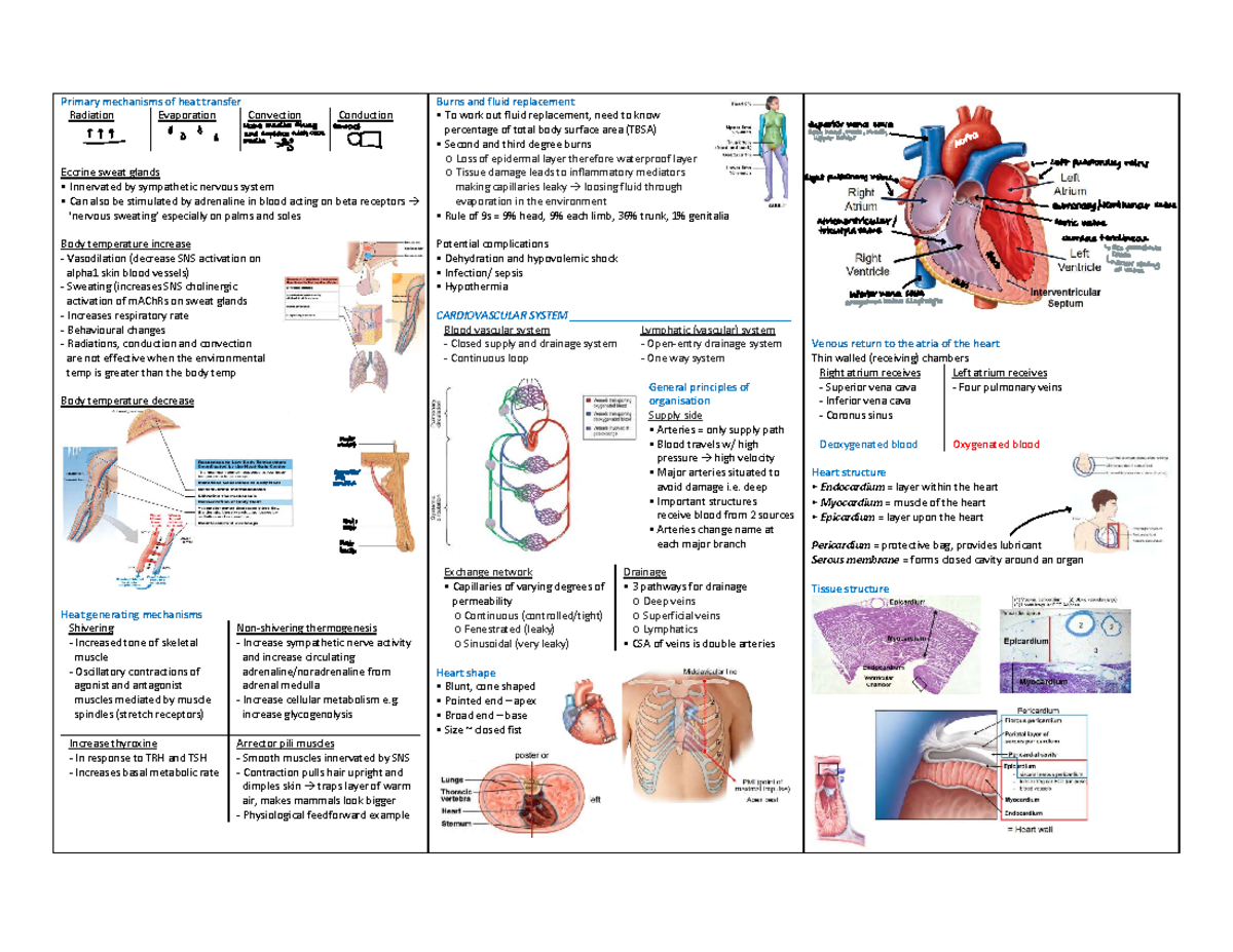 MM3 - Mind map summary of skin module - part 2 (Includes a small amount ...
