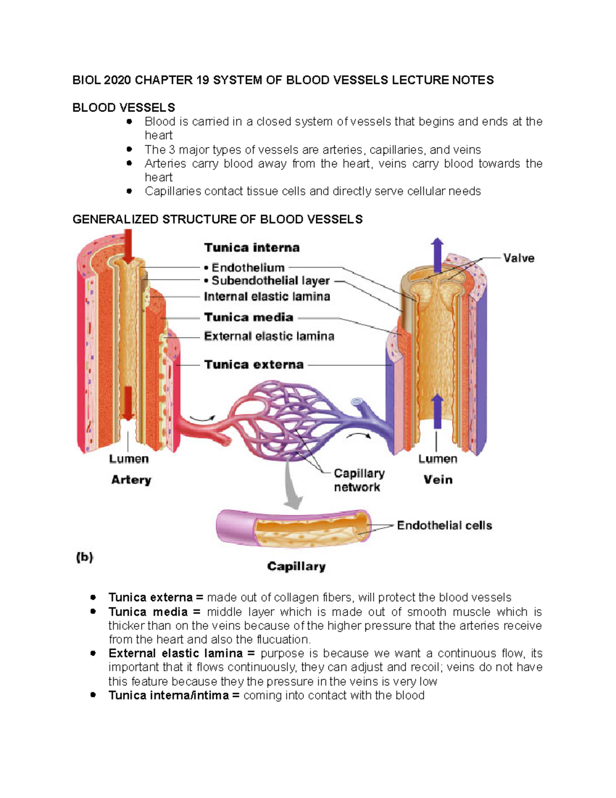 BIOL 2020 Chapter 19 System OF Blood Vessels Lecture Notes - BIOL 2020 ...