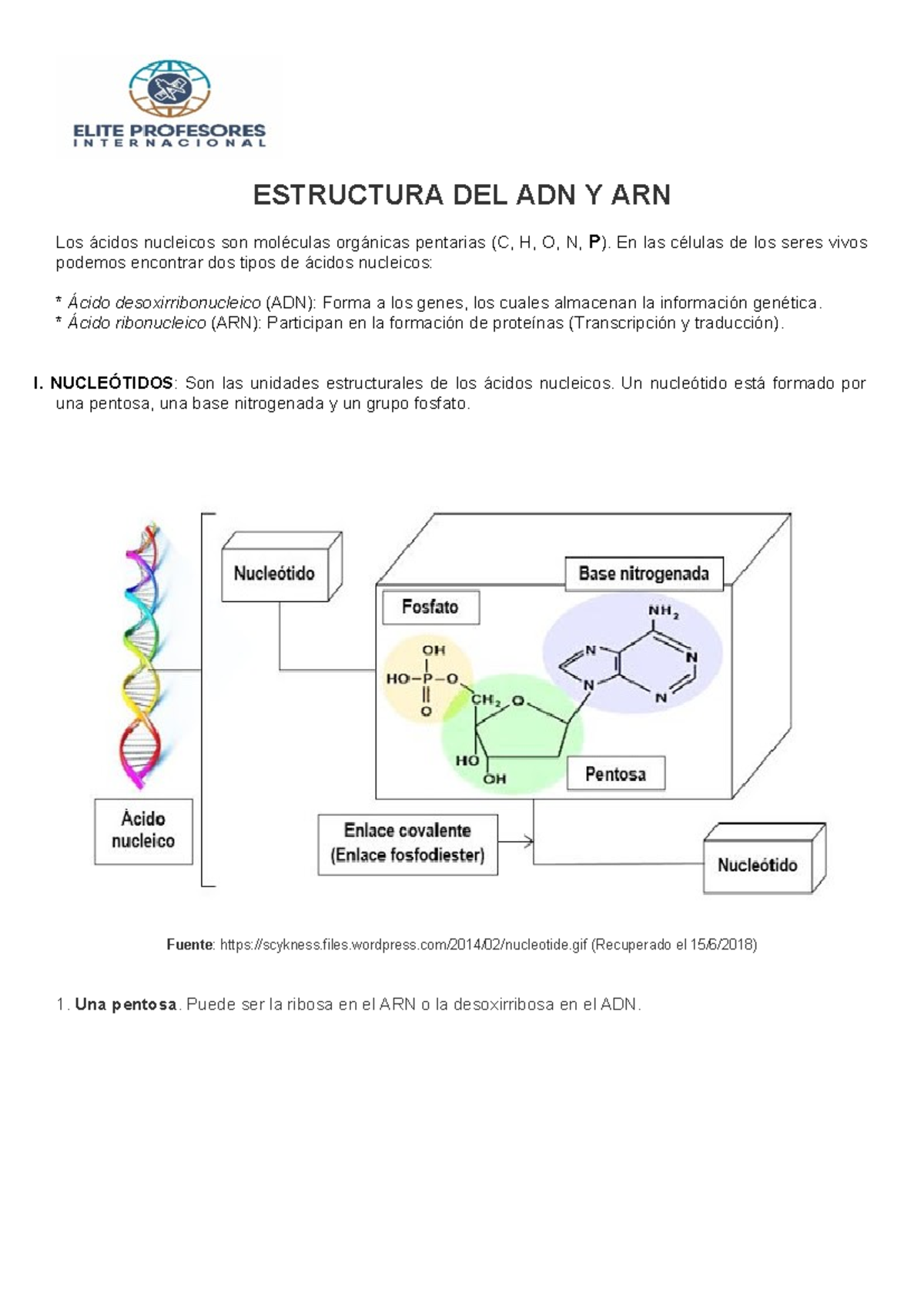 UC GUÍA Acidos Nucleicos - ESTRUCTURA DEL ADN Y ARN Los ácidos nucleicos son moléculas orgánicas ...