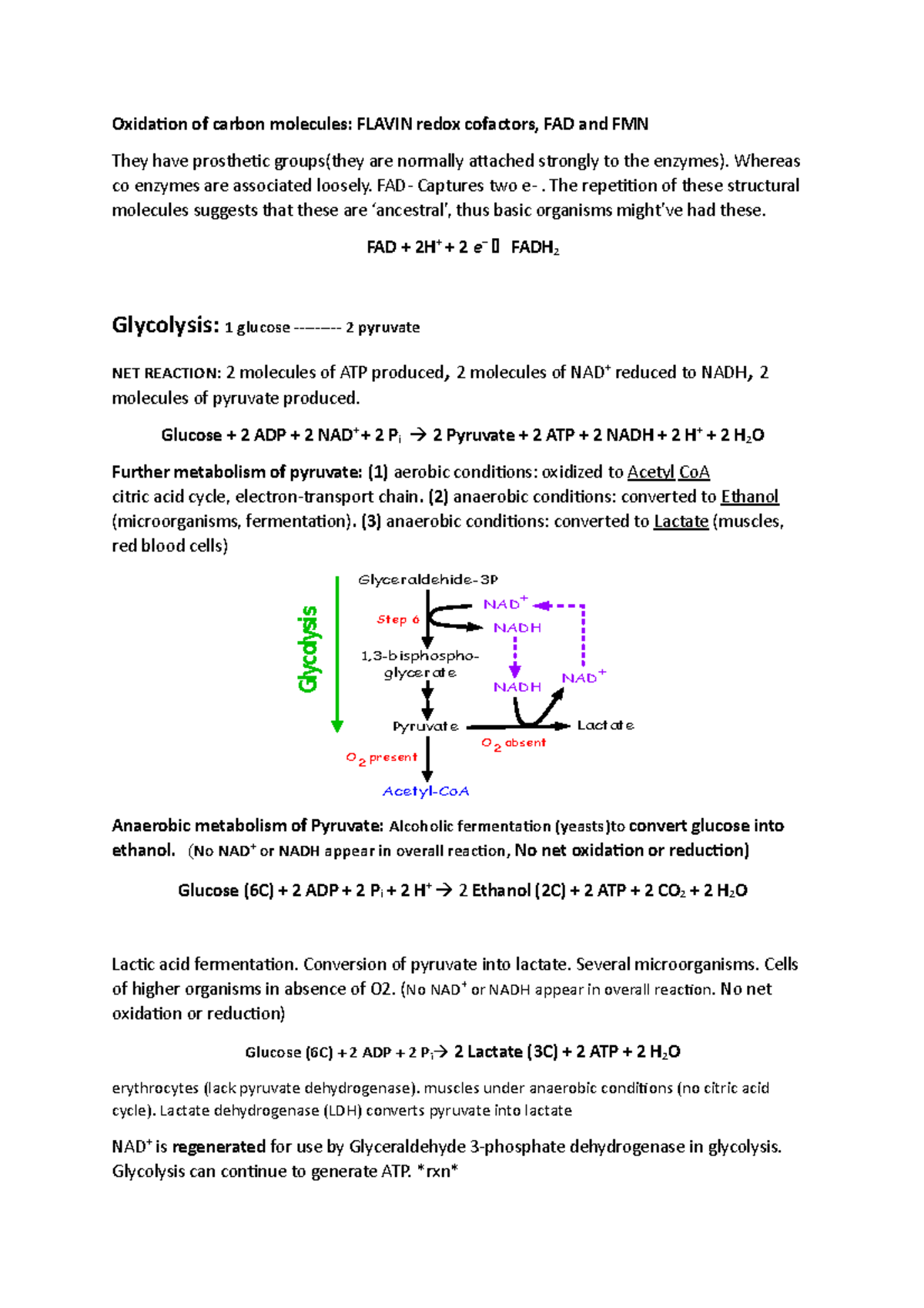 Lecture notes 17-18-19 - Oxidation of carbon molecules: FLAVIN redox ...