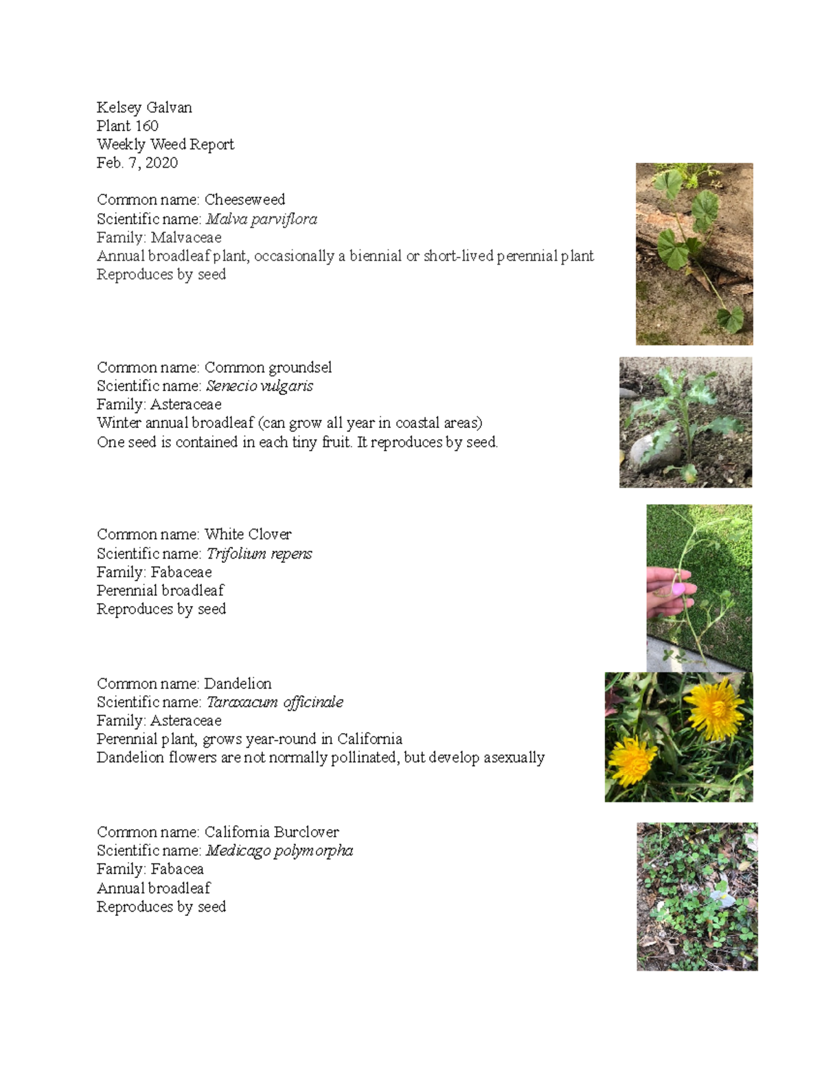 Weed Report #1 - Kelsey Galvan Plant 160 Weekly Weed Report Feb. 7 ...