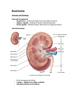 Lec 24a - Renal Anatomy report - Biology for Biomedical Science: Organ ...