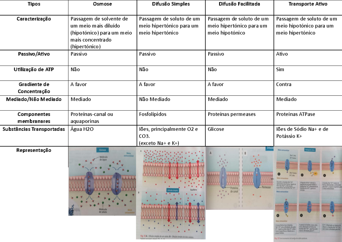 Tabela Transportes Transmembranares - Tipos Osmose Difusão Simples ...