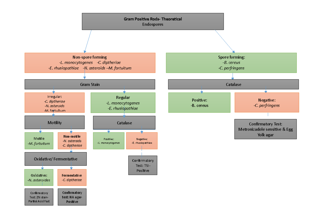 Dichotomous key GPR Spores - Gram Positive Rods- Theoretical Endospores ...