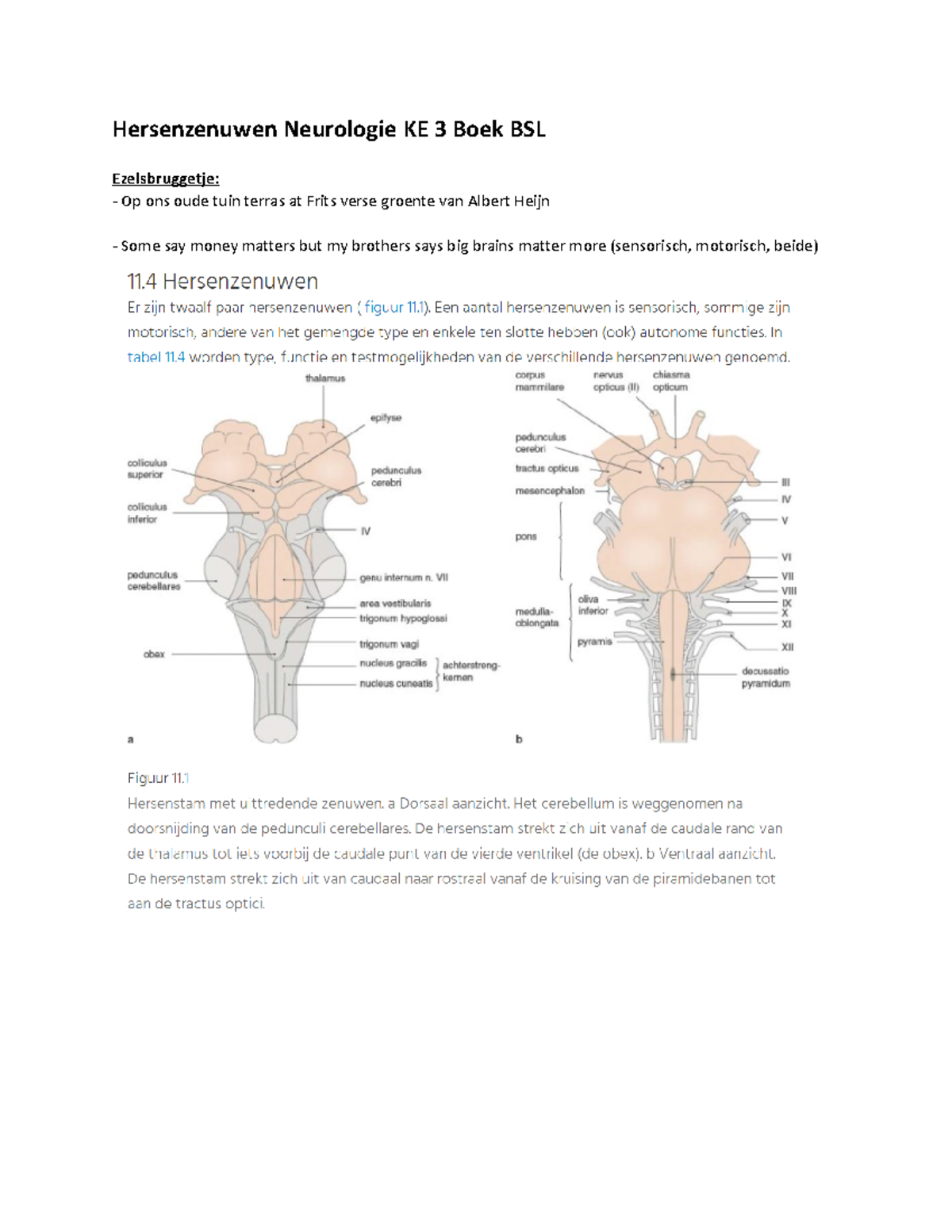 Samenvatting BSL Neurologie hersenzenuwen - Hersenzenuwen Neurologie KE ...