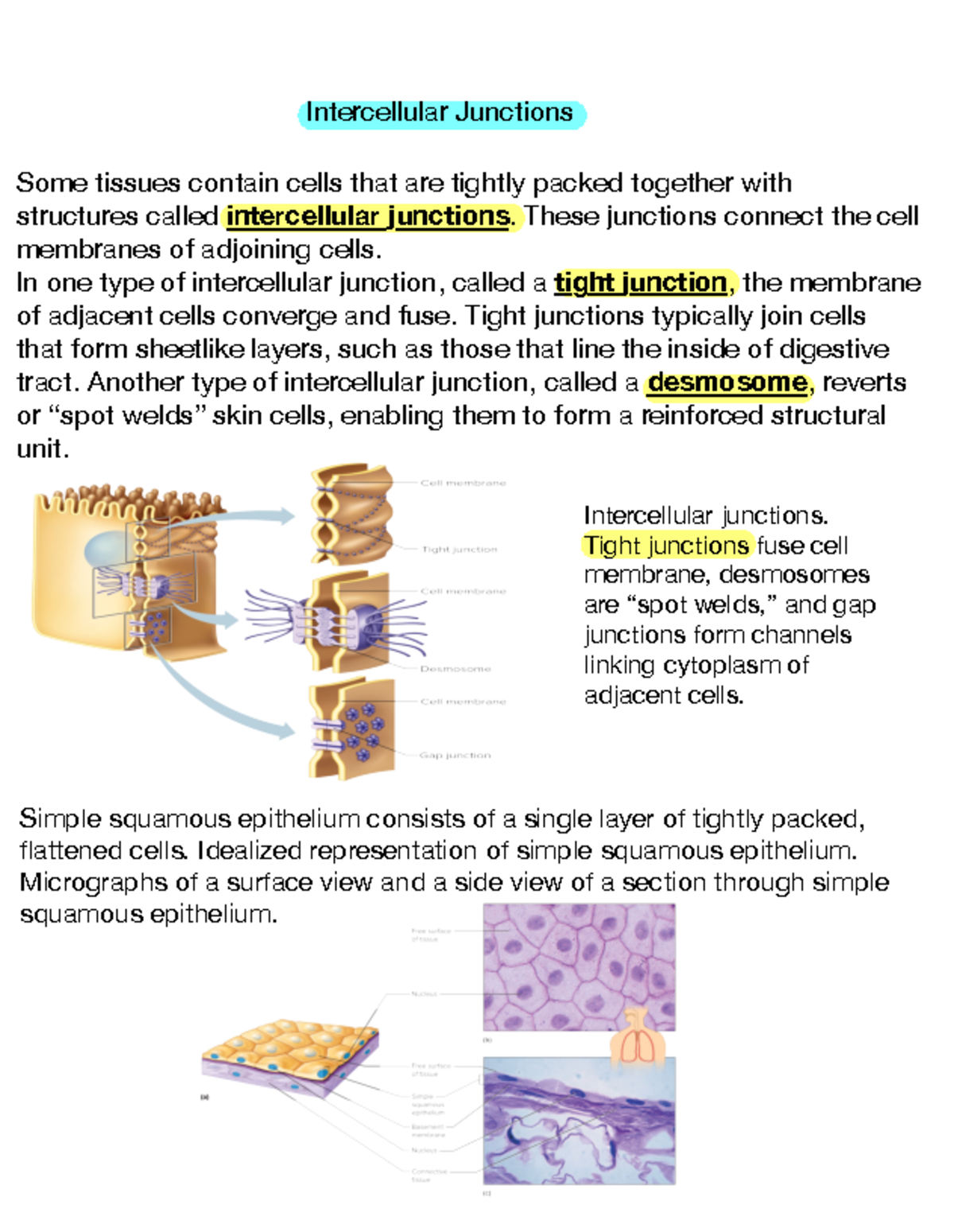 Intercellular Junctions - These junctions connect the cell membranes of ...