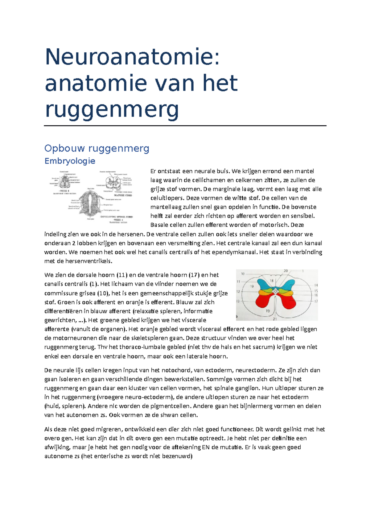 H2 Neuranatomie Ruggenmerg - Neuroanatomie: anatomie van het ruggenmerg ...