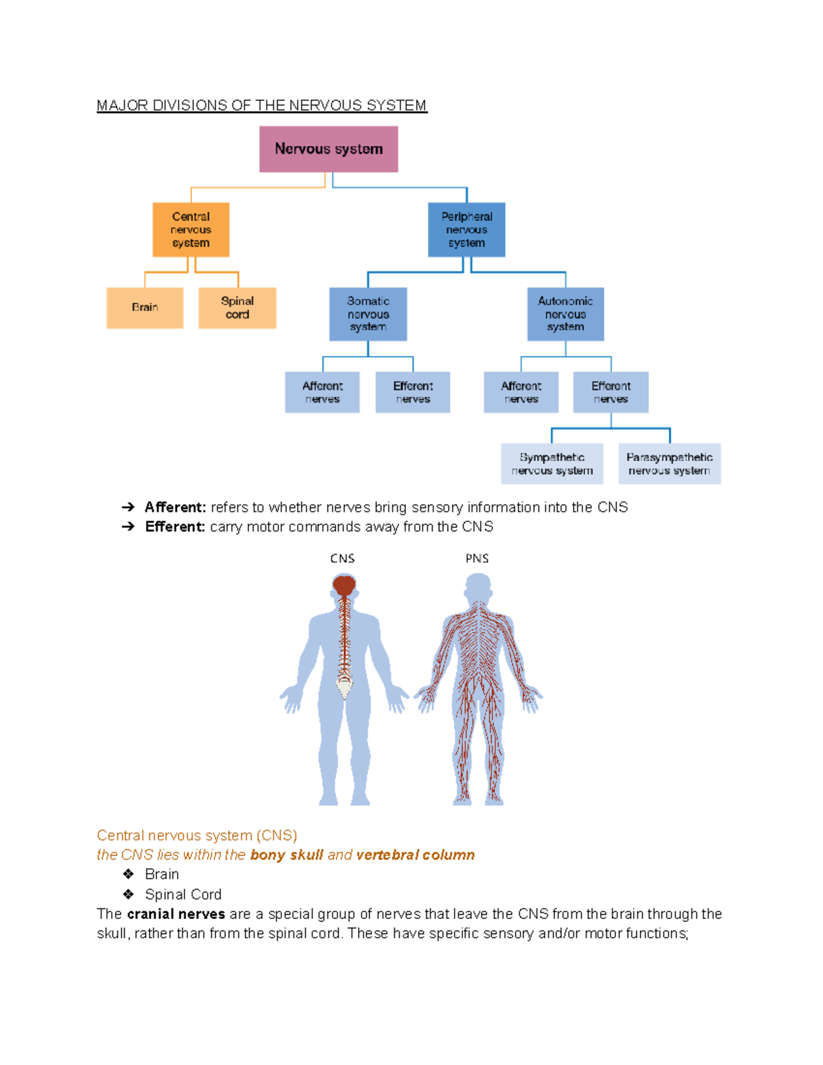 Anatomy and Nervous System CH3 - MAJOR DIVISIONS OF THE NERVOUS SYSTEM ...