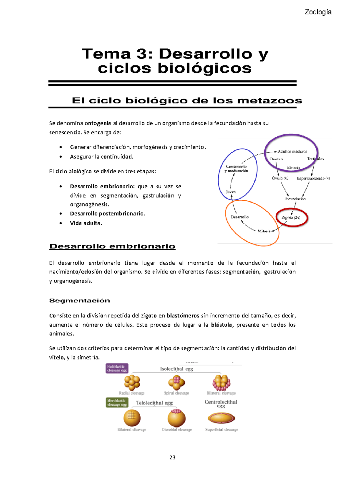 Tema 3 Desarollo y Ciclos Biologicos - Tema 3: Desarrollo y ciclos ...