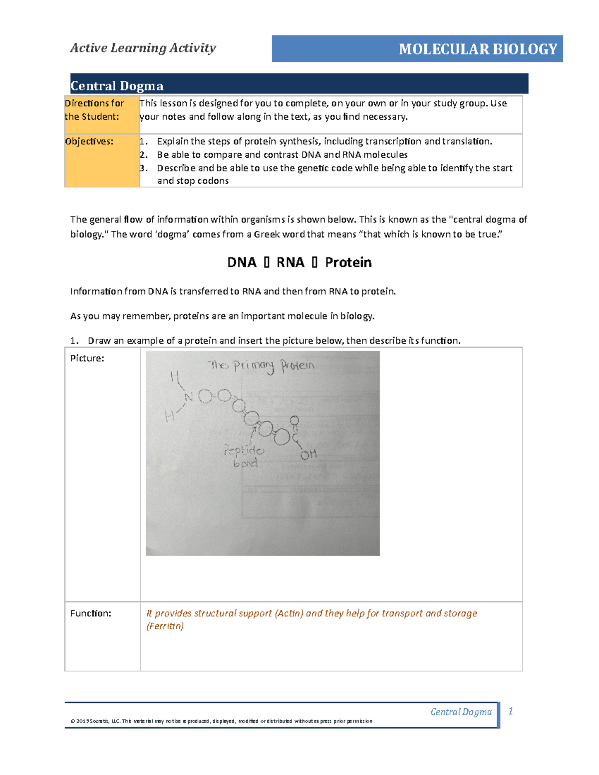Igb3s molecbio ala central dogma - Central Dogma Directions for the ...