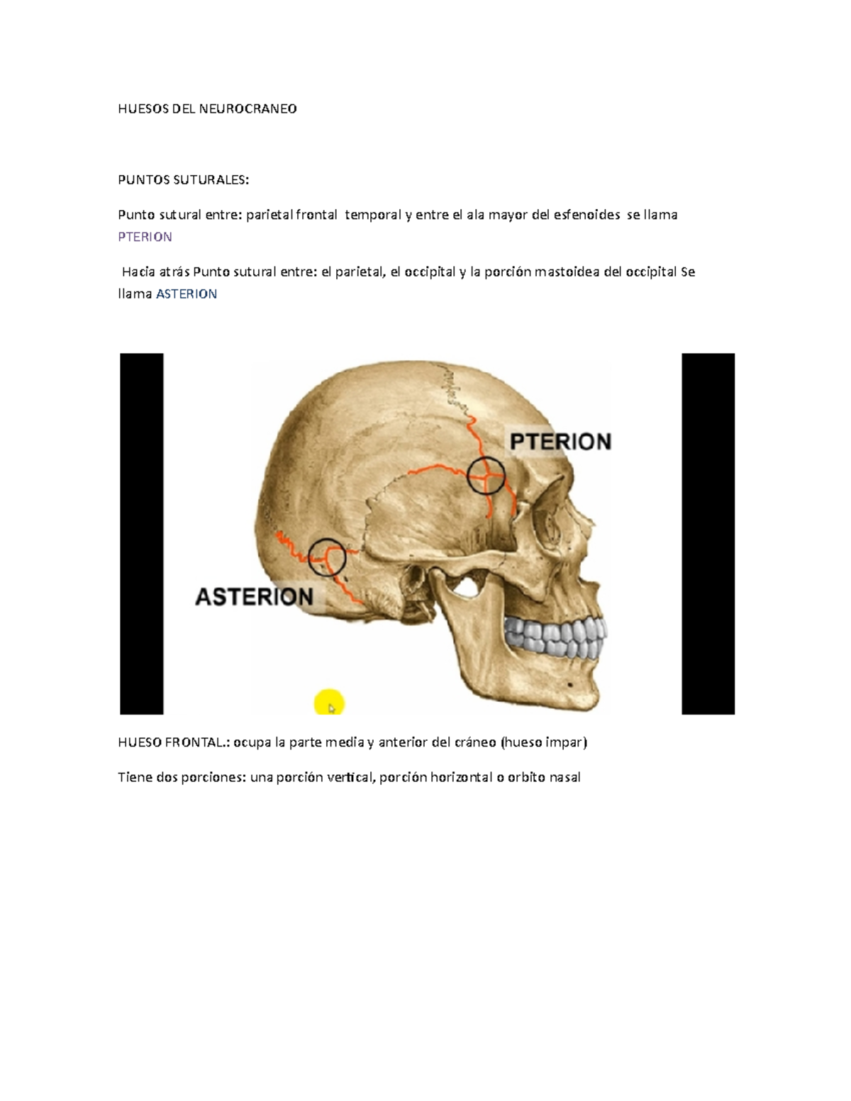 1mer tema craneo - espero les sirva - HUESOS DEL NEUROCRANEO PUNTOS ...