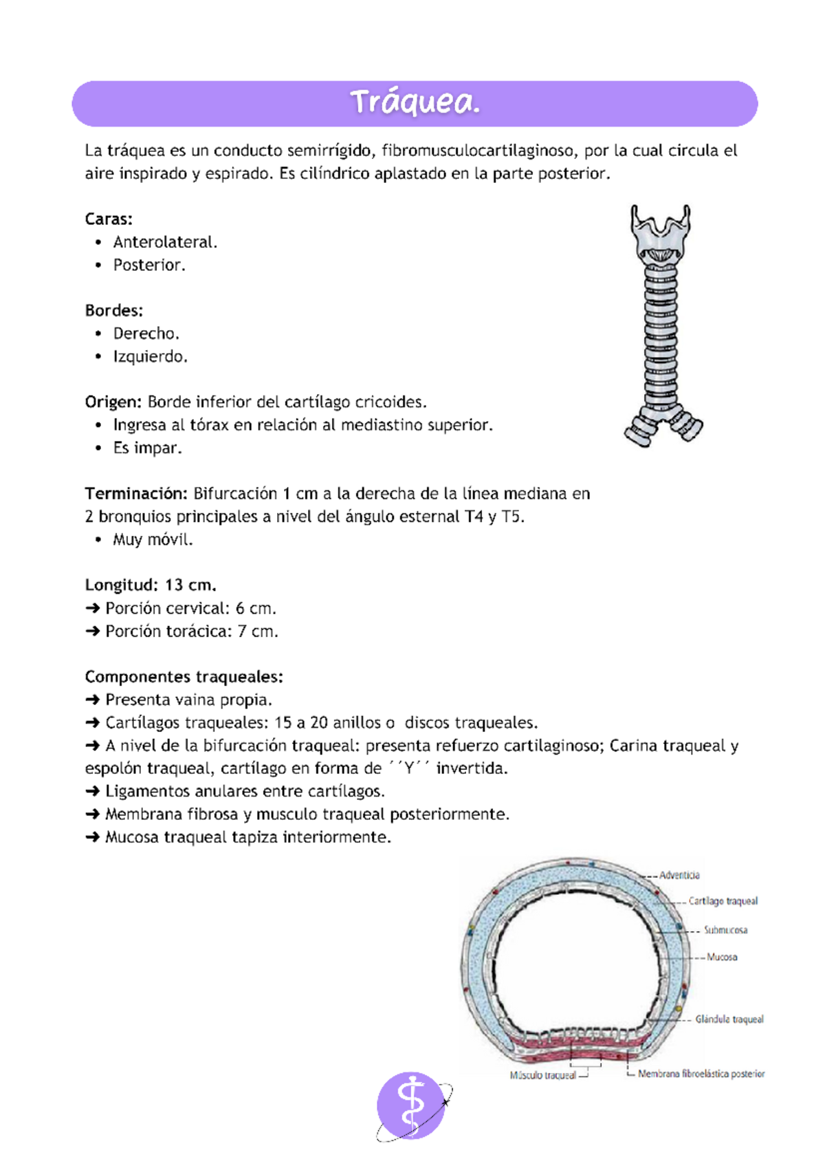 Traquea~Anatomia - Anatomia - Studocu