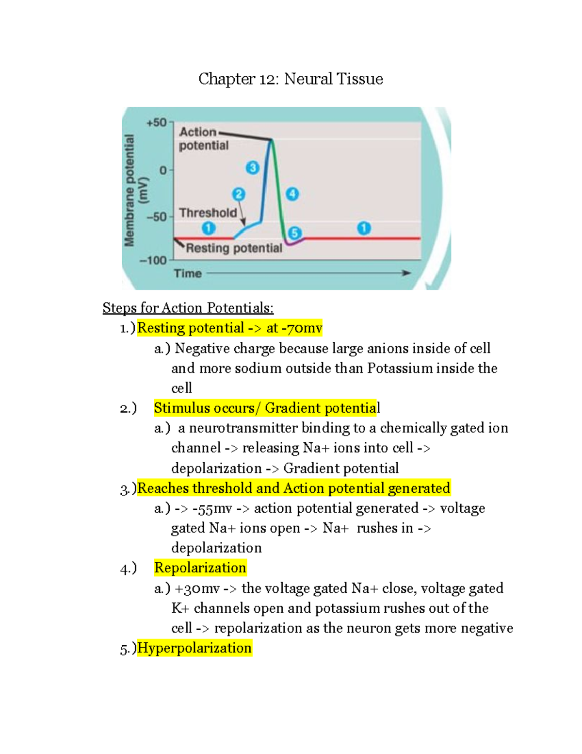 Neuron Depolarization Steps