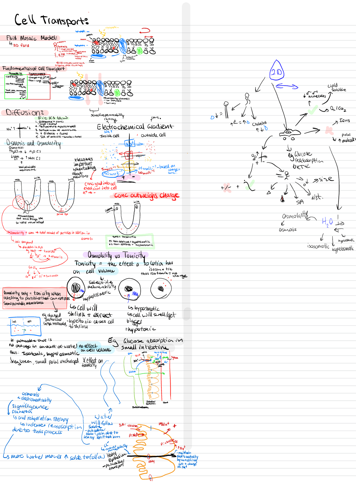 10. Transport - Lecture notes 4 - Biology for Biomedical Science ...
