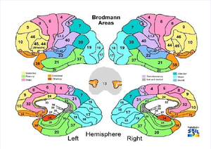Guía neurociencias - Es casi lo mismo de lo de arriba línea basal es el ...