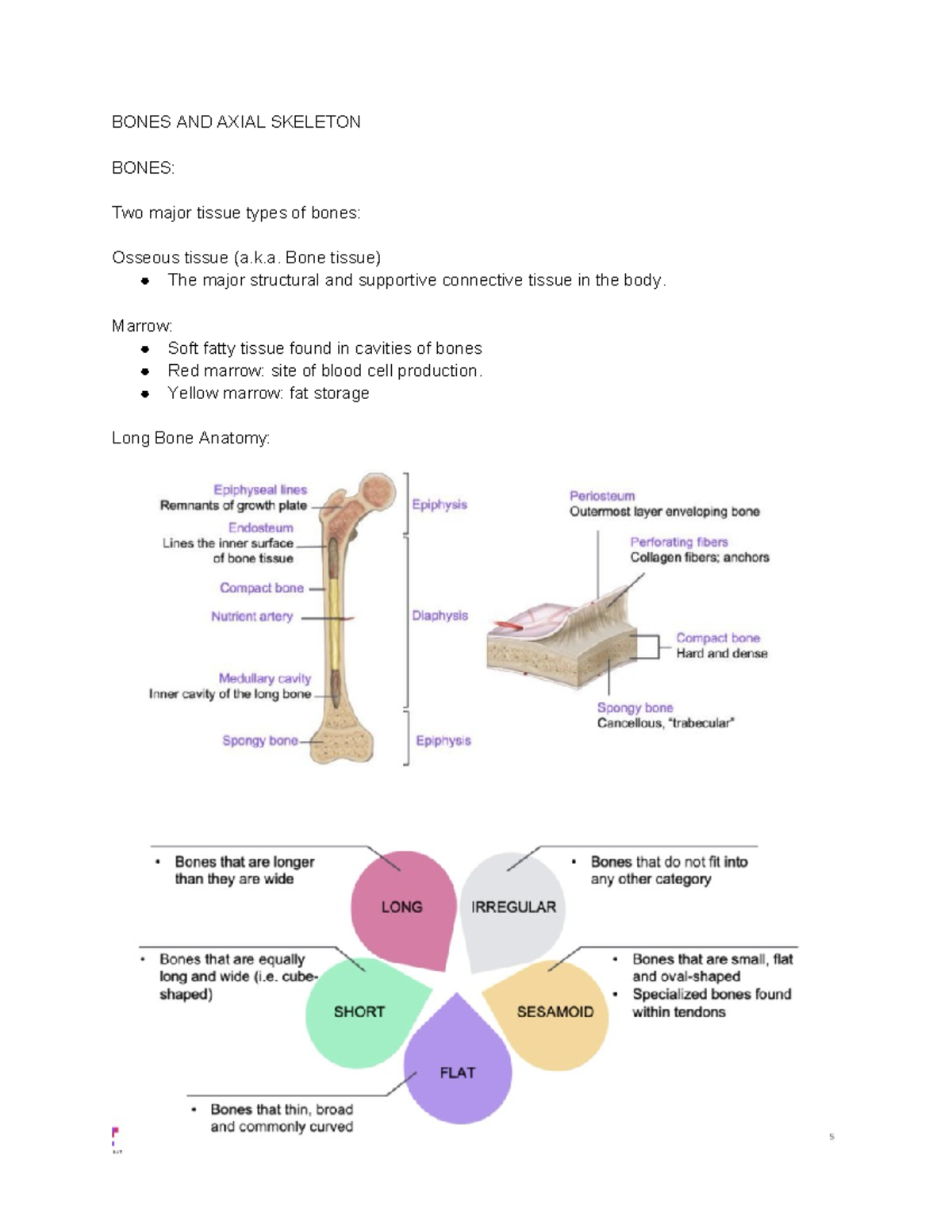 CH. 5 - Lecture notes for Ch. 5. - BISC 225 - BONES AND AXIAL SKELETON ...