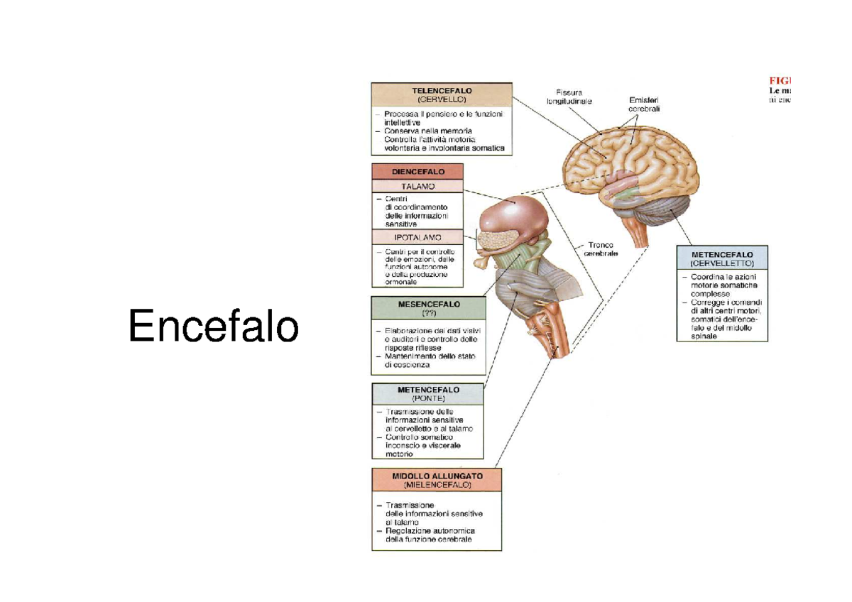 2 Encefalo [modalità compatibilità] - Encefalo cerebellare cerebellare ...