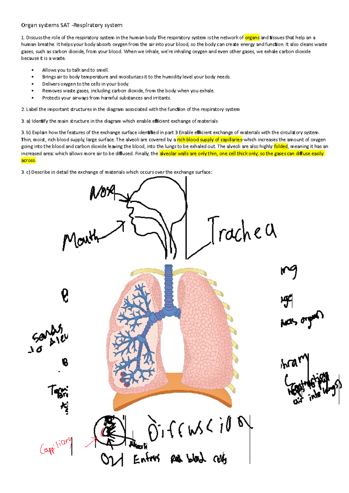 11bio Body systems SAT edit 2020 - Respiratory system - Organ systems ...