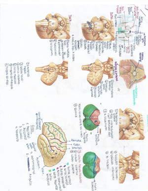 organos mesocolon y colon transverso. - sobre el mesocolon transverso y ...