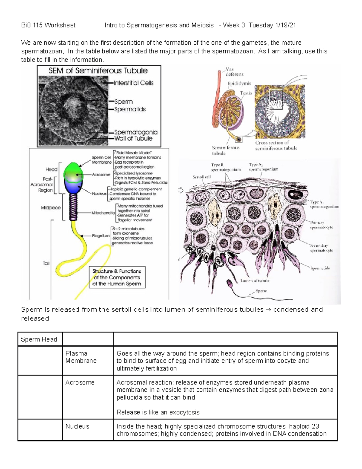 Tuesday Week 3 WS - Bi0 115 Worksheet Intro to Spermatogenesis and ...