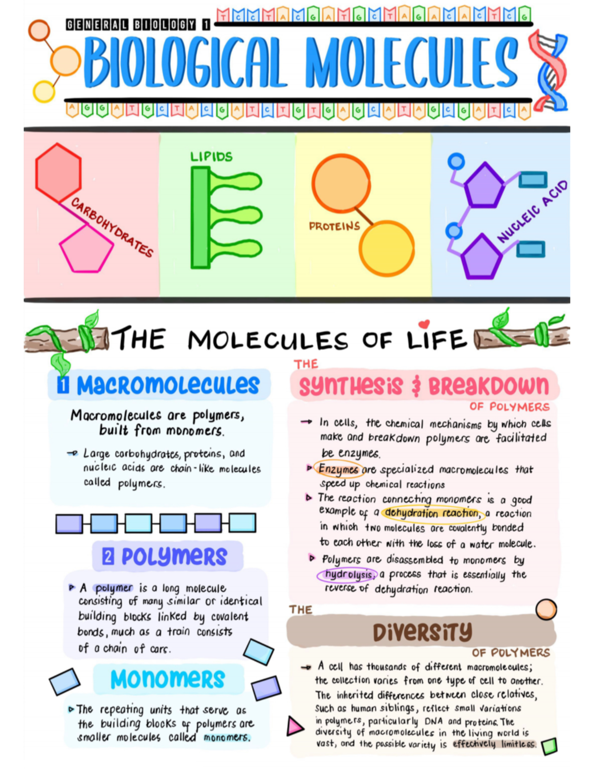 Biological molecules - Senior High School - Studocu
