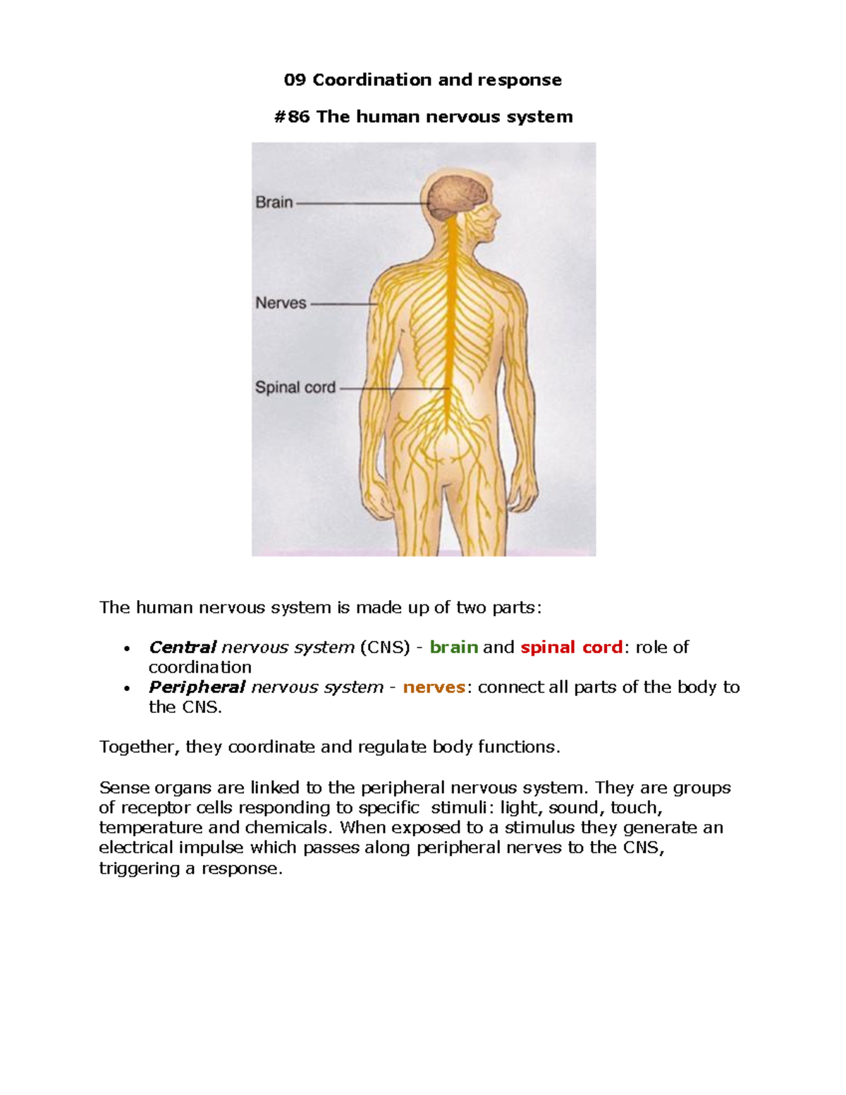 09 Coordination Biology Notes Igcse 2014 - 09 Coordination and response ...
