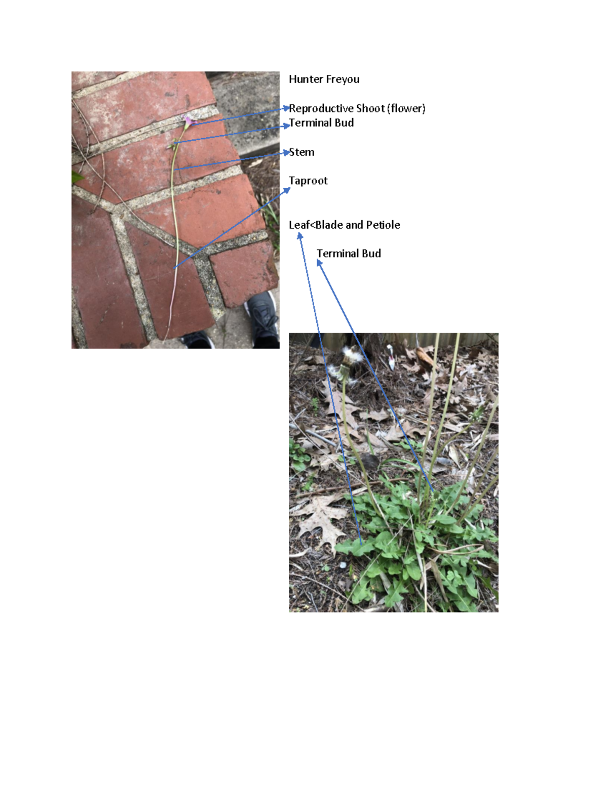 Biology Plant labeling - BIOL 113 - Hunter Freyou Reproductive Shoot ...