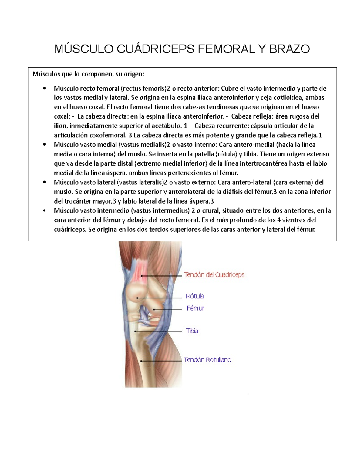 Cuádriceps Femoral