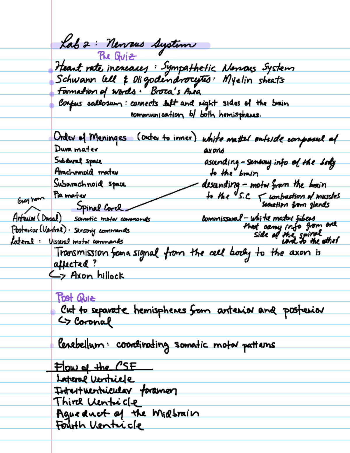 Note Mar 8, 2023 - Notes - Lab 2 Nervous System PM Quiz Heartrate ...