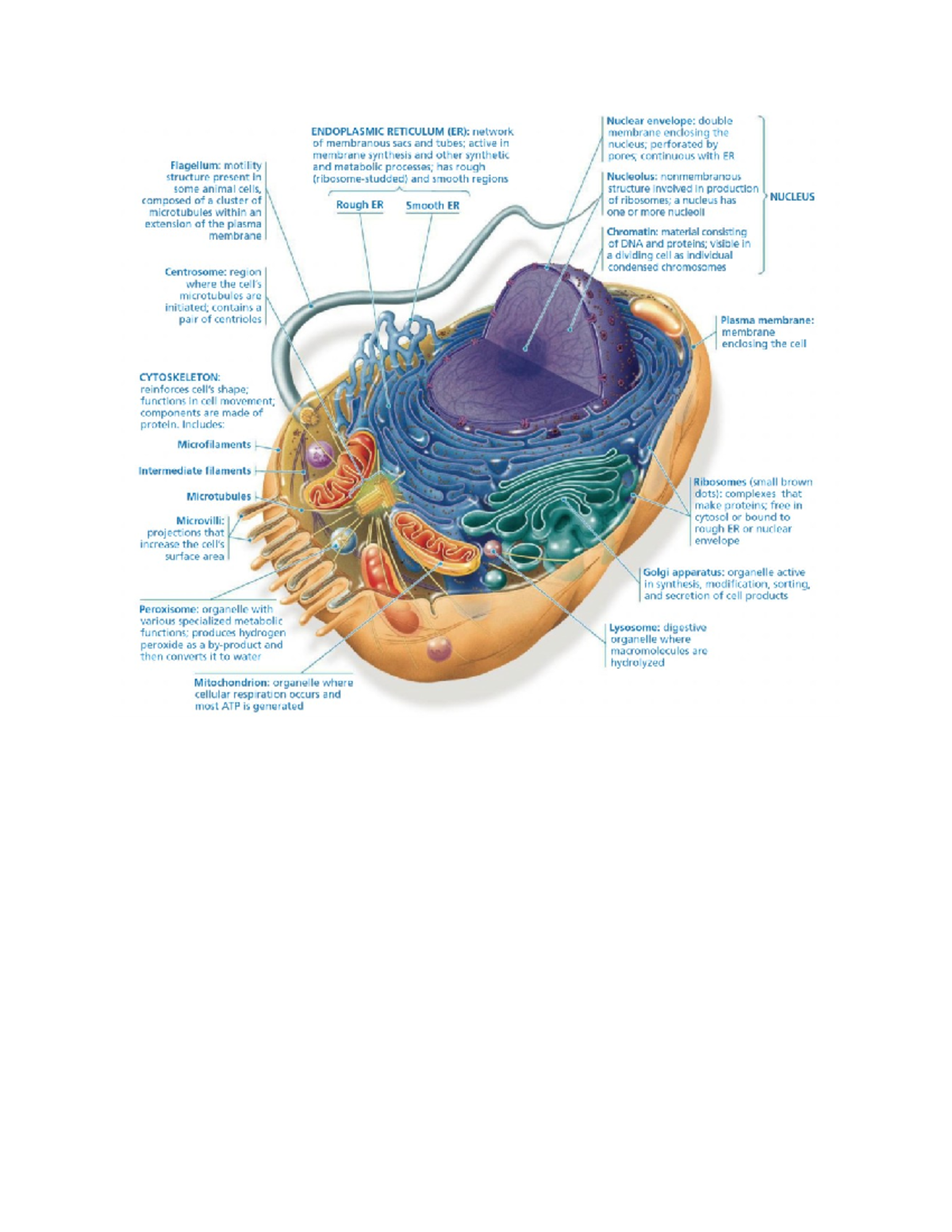 Animal cell - notes - ANT102 - Studocu