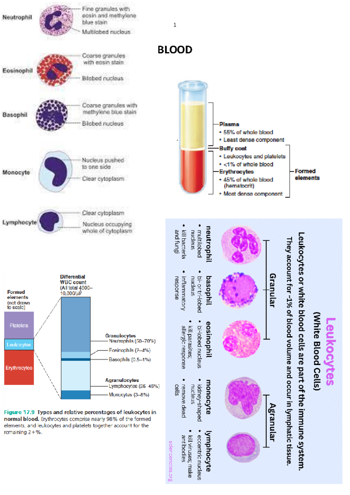 Blood - Summary Anatomy - ANAT2020 - 1 BLOOD - Studocu
